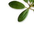 Salacia Oblongata - AyurvedaForAll UK - Buy Ayurvedic Medicines Online